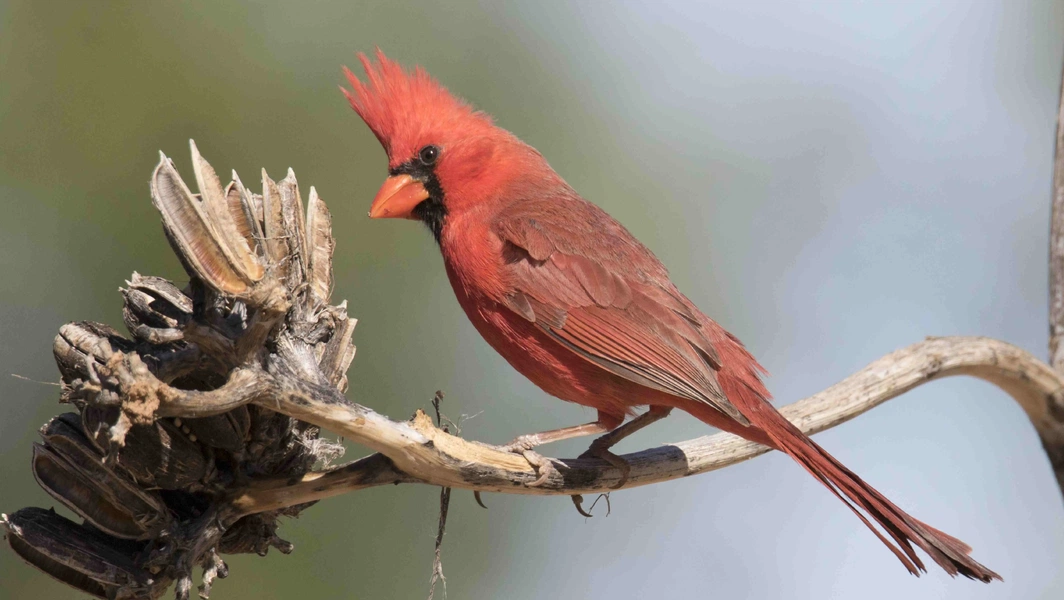 5 common backyard birds and their behaviors