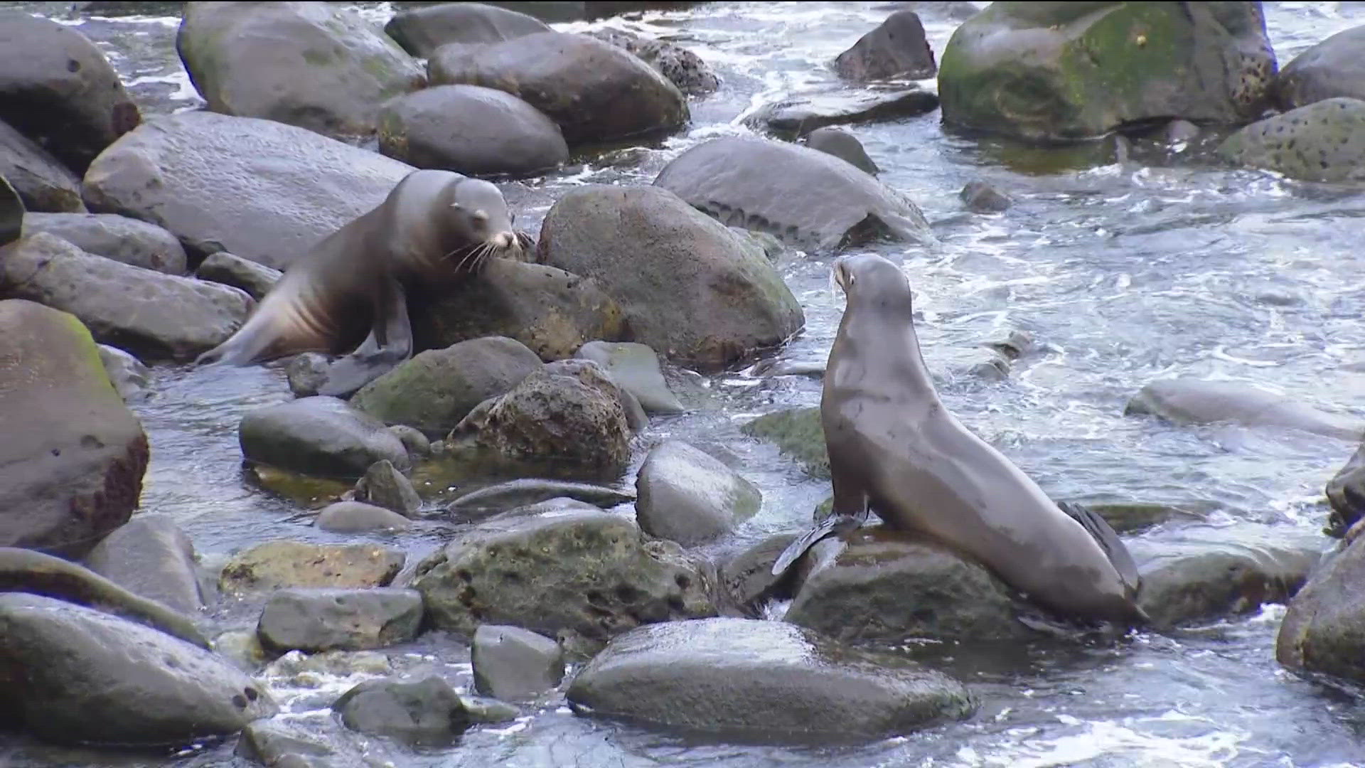 Could an odor-fighting spray solve La Jolla Cove's stench problem?