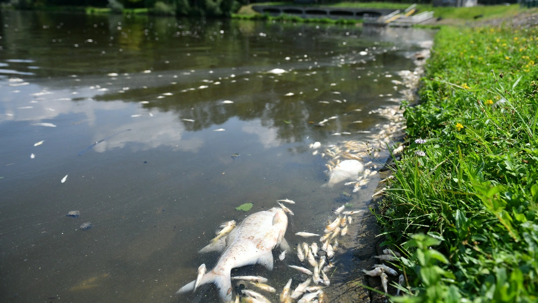 Freshwater fish declines warn of Europe's deepening river crisis