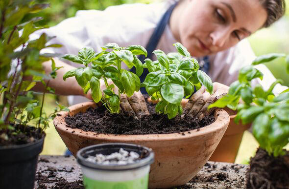 Basil can grow fuller and tastier leaves with a 5-second task done once ...