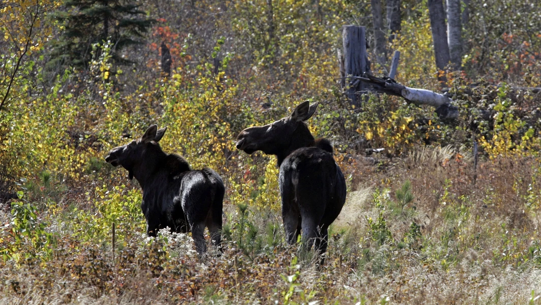 8 large and rare animals of Minnesota