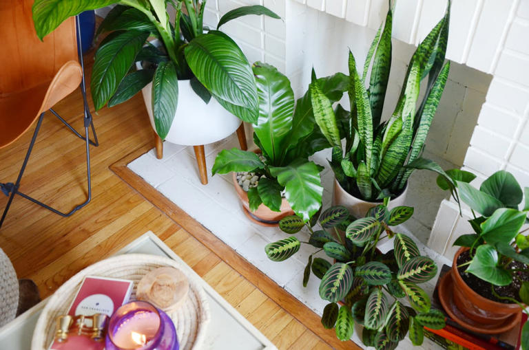 These IKEA cabinets make surprisingly good greenhouses for your plants