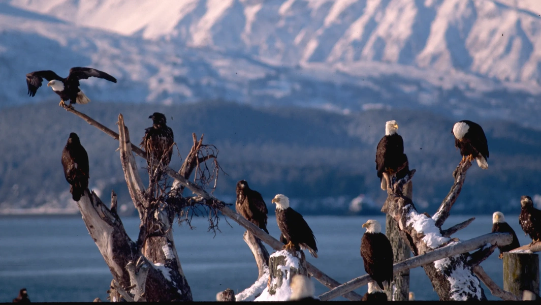 7 US states with thriving bald eagle populations