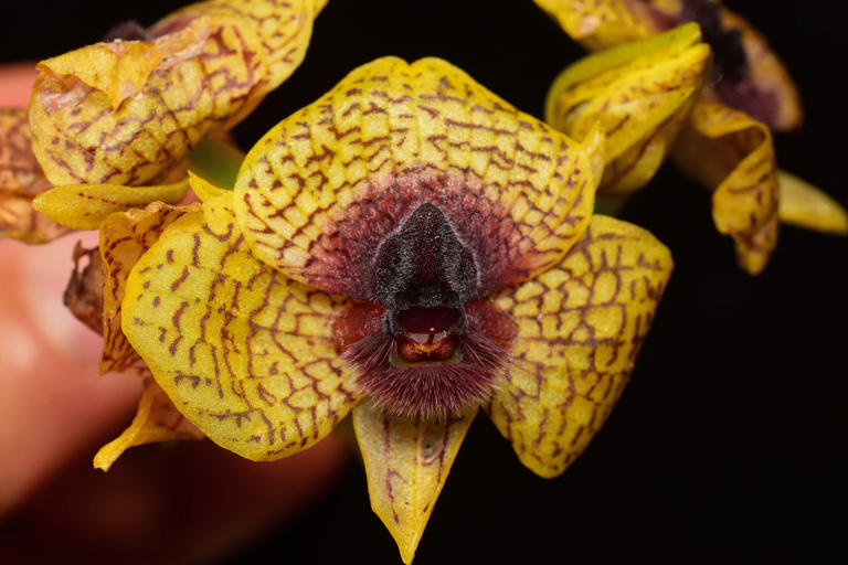 How AI is identifying millions of plant species in 'biodiversity ...