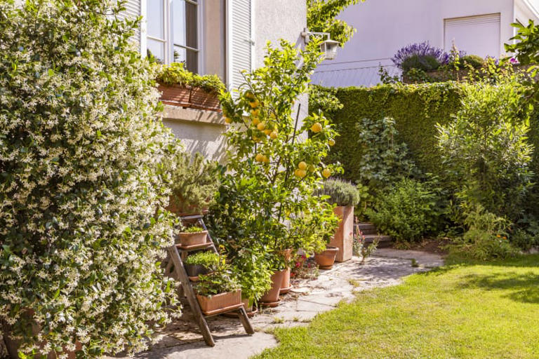 4 plants that'll save you the most money on groceries