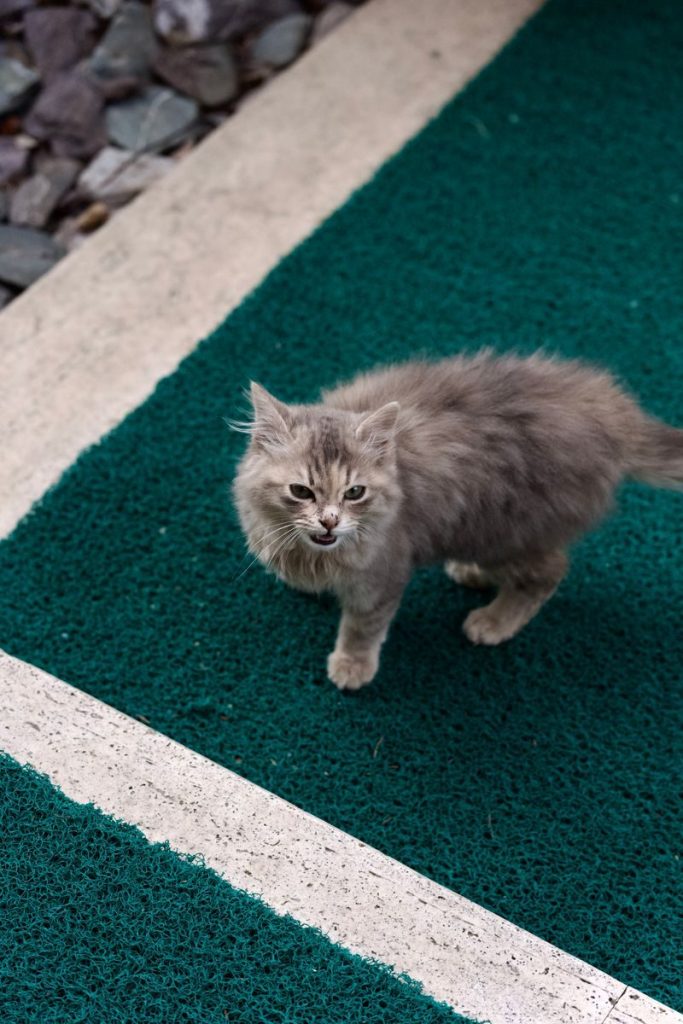 The severely allergic man who became a feline rescuer