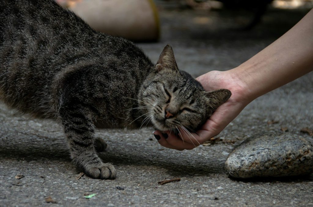 The moment this stray cat stopped running and chose to trust a human