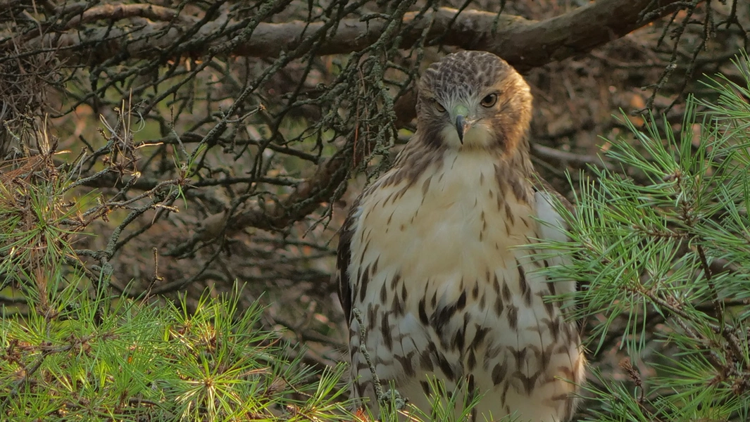 5 remarkable hawk rescue stories