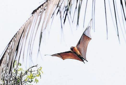 Nipah patient gets second antibody dose, remains on ventilator