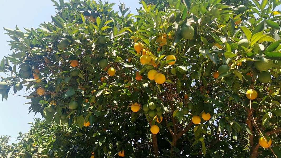8 popular orange varieties and their unique traits