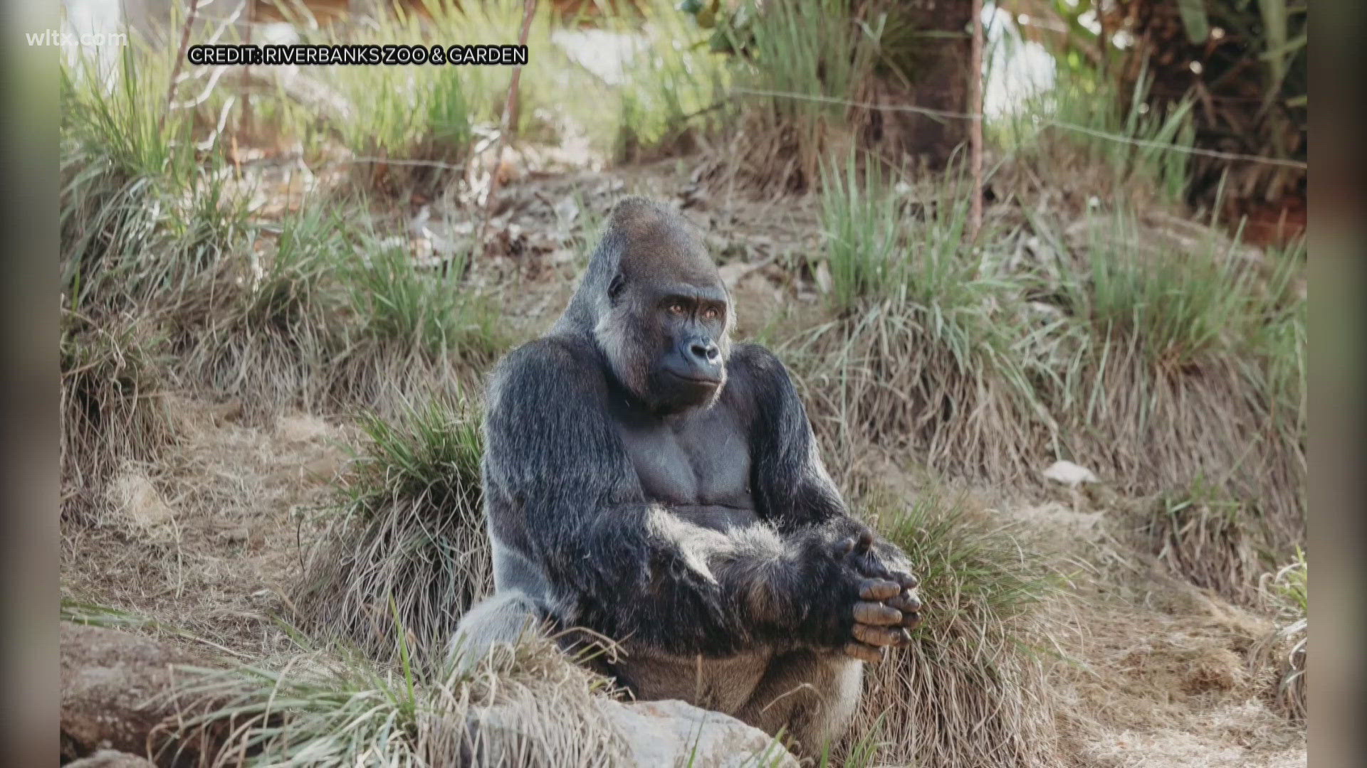 Beloved Riverbanks gorilla Cenzoo has died