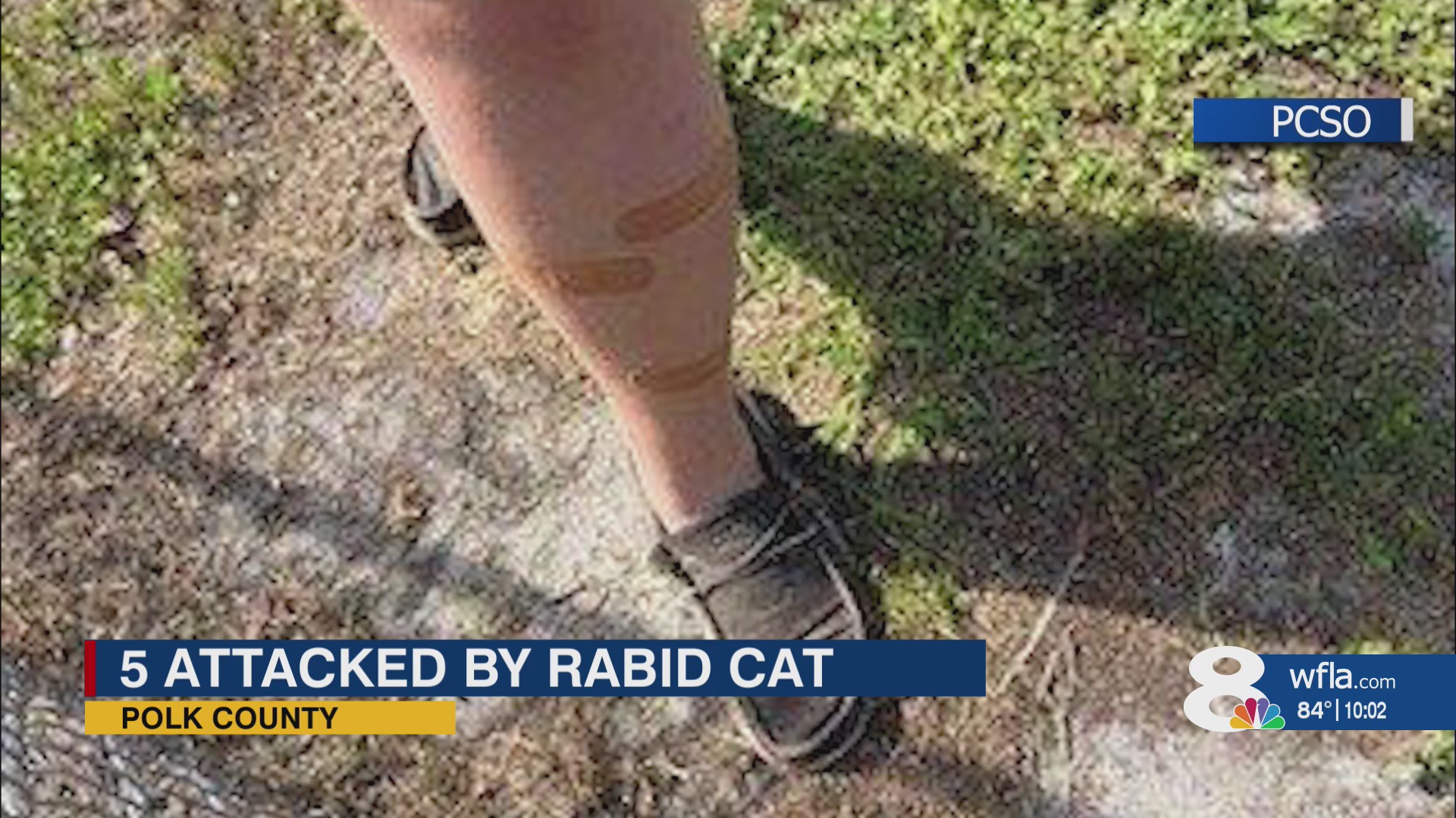 Officials warn of rabid cat who attacked 5 people in Polk County