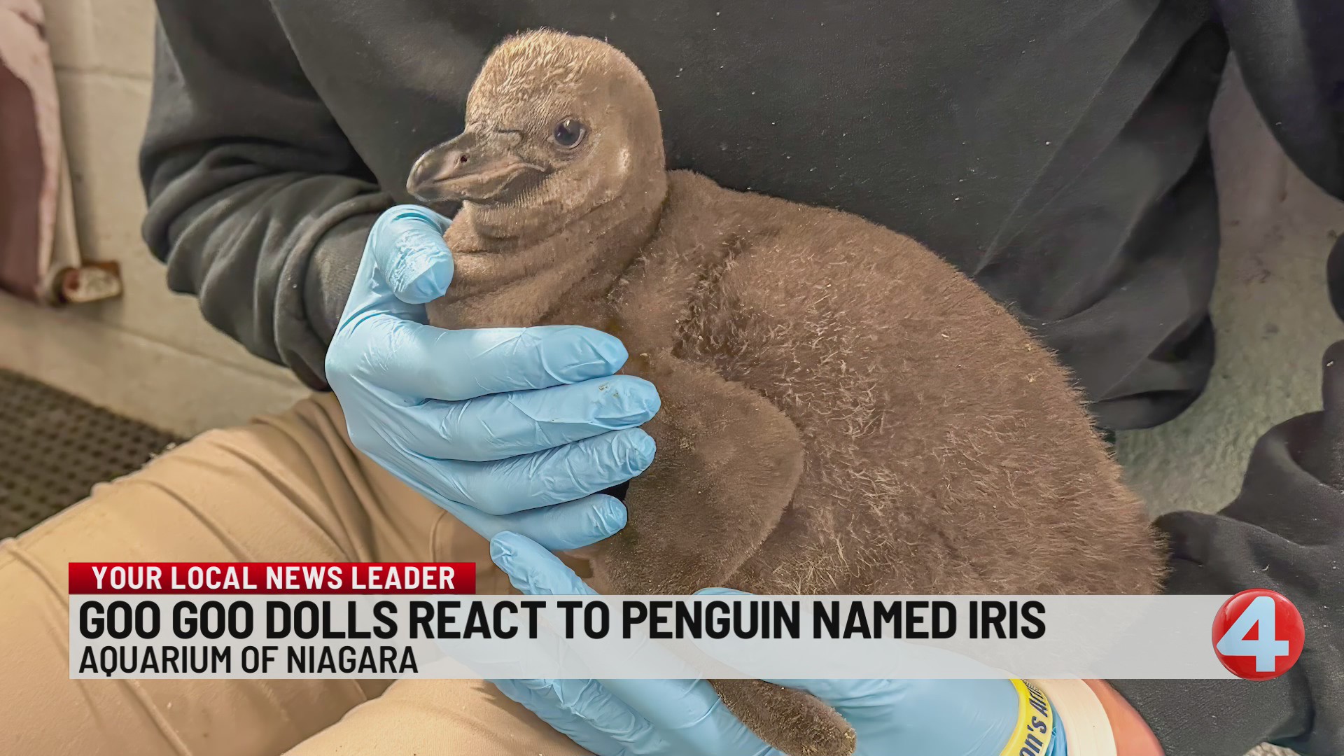 Goo Goo Dolls react to new penguin named Iris at the Aquarium of Niagara