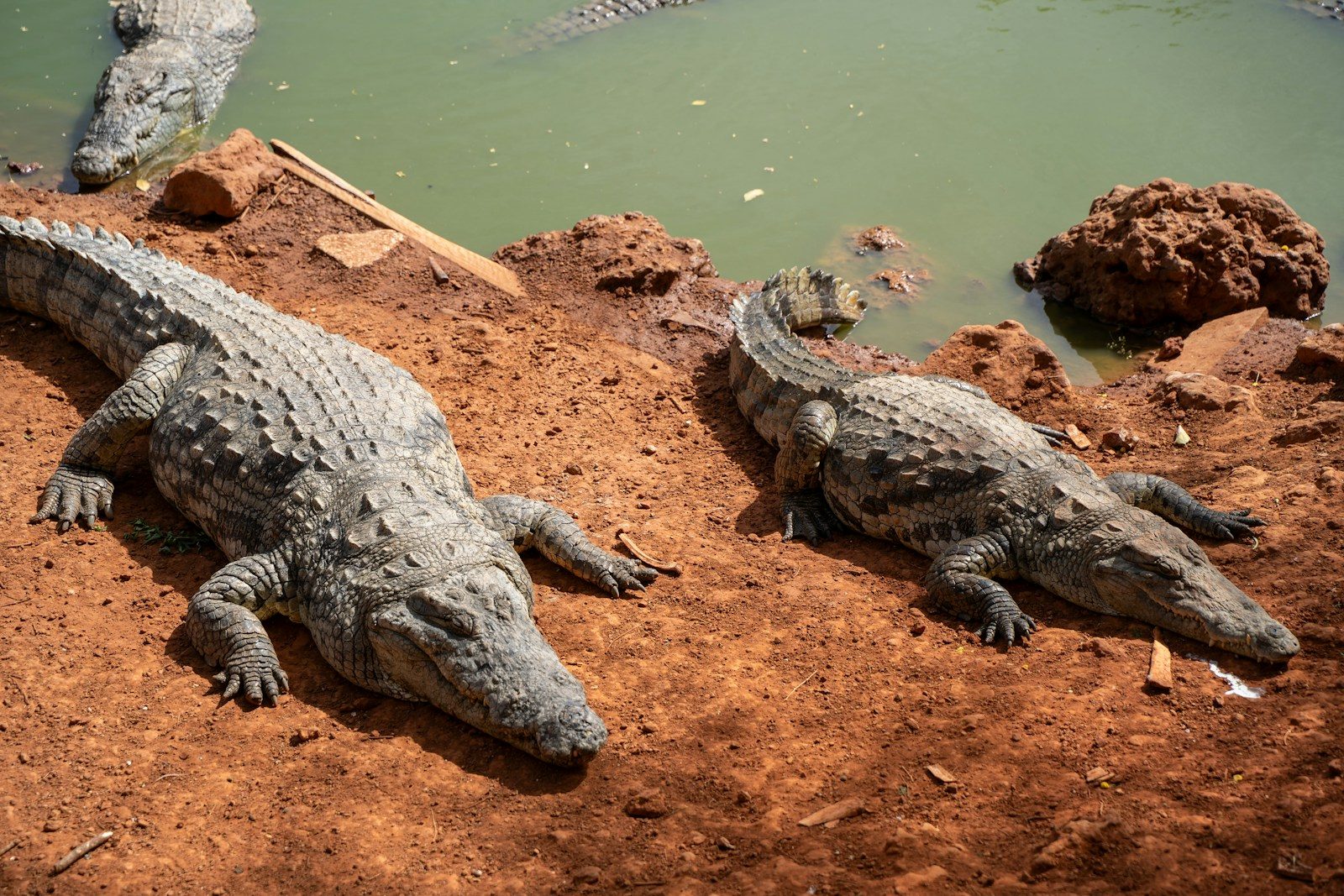 Never touch these 6 animals, no matter how harmless they seem