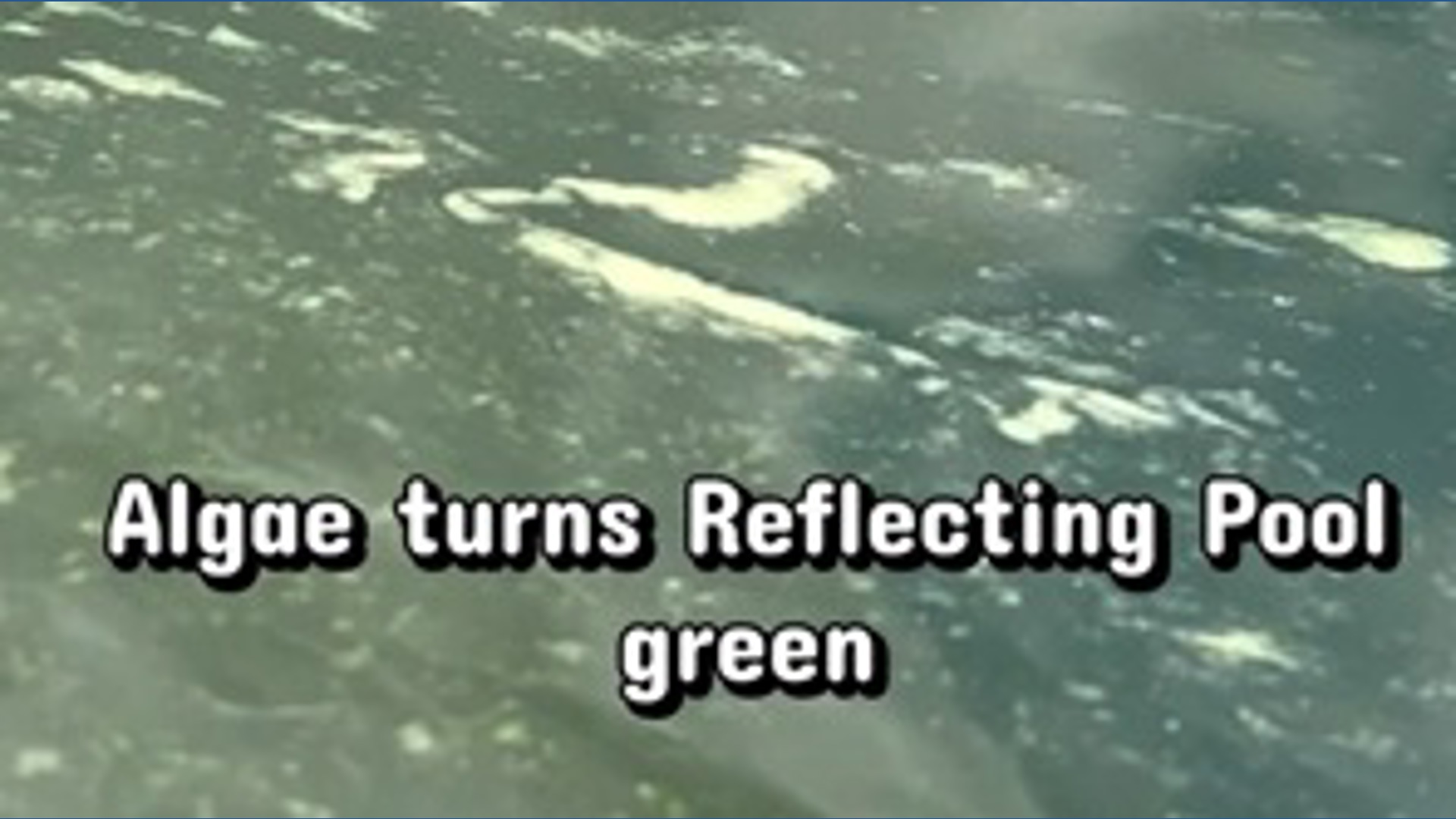 Algae turns the Reflecting Pool green