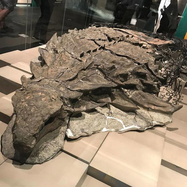 The nodosaurus, the armored dinosaur that roamed the Earth 100 million ...