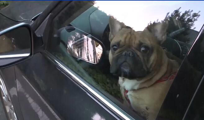 The dangerous combination of dogs in hot cars