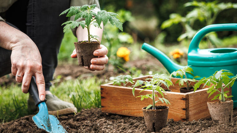 The best type of soil for growing healthy garden tomatoes