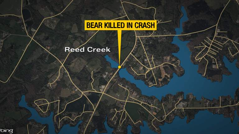 Bear dies after being struck by SUV in Hart County