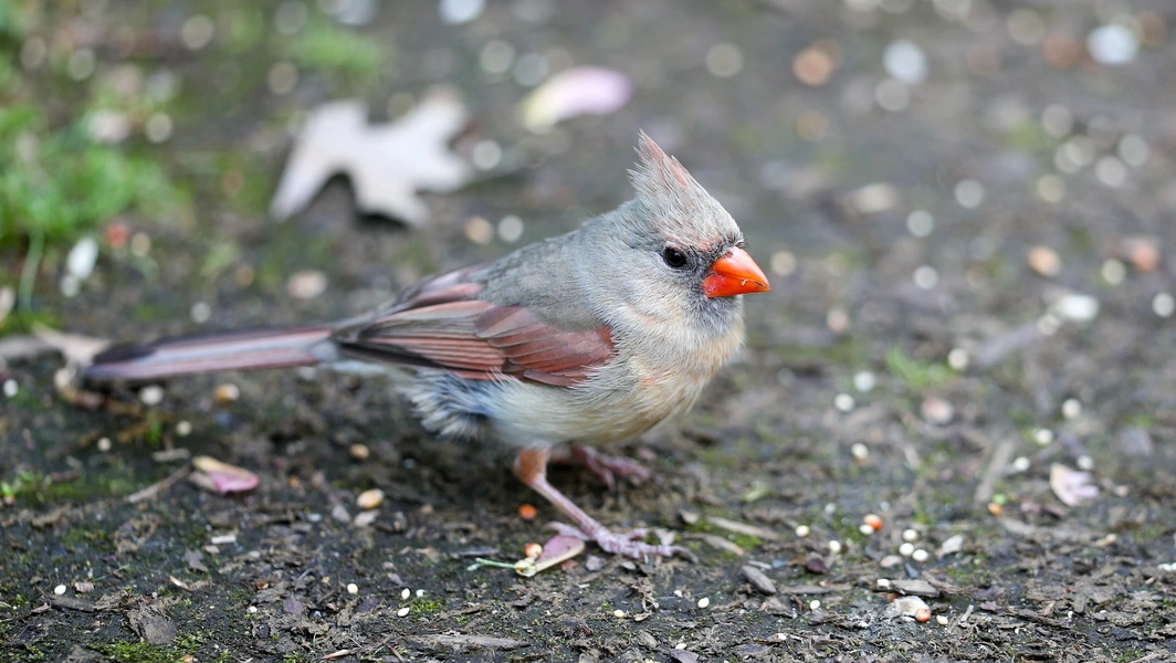 5 common backyard birds and their behaviors
