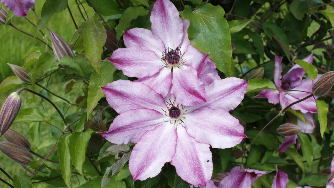 Clematis care tips for endless summer blooms
