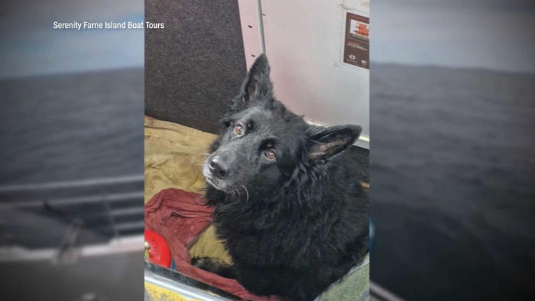 Video: Tour boat crew saves dog swept out to sea in inflatable kayak by ...