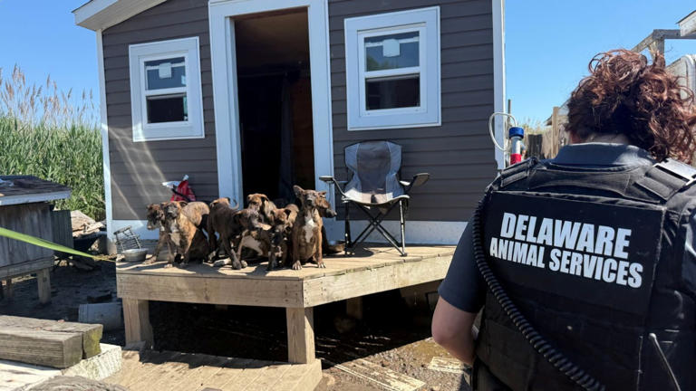 Encuentran 19 perros viviendo entre heces y desorden en una casa en DE
