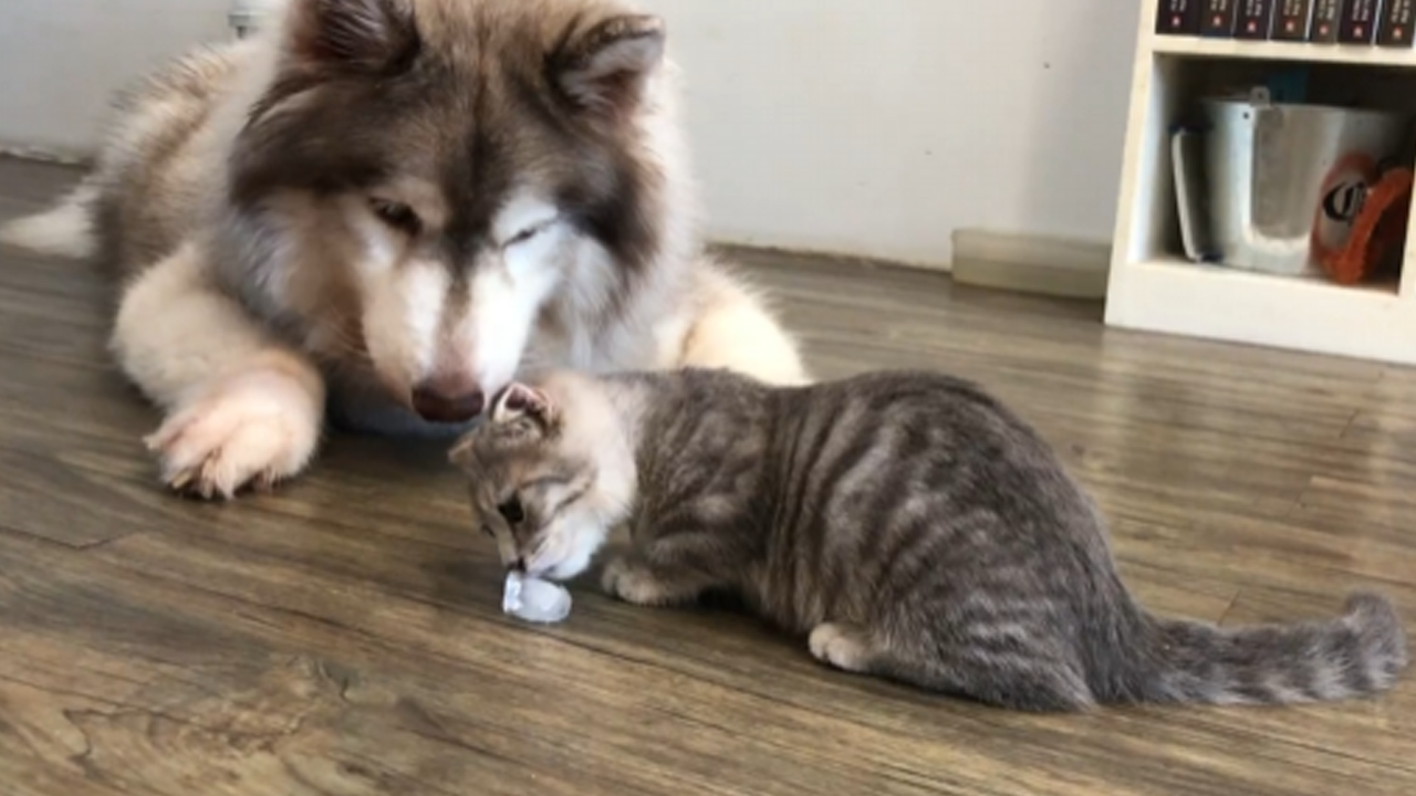 Impatient dog steals ice from a cat