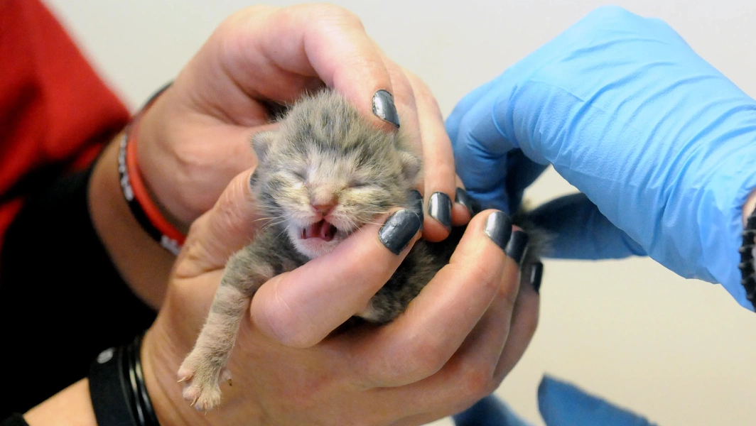 How to rescue and care for a stray kitten