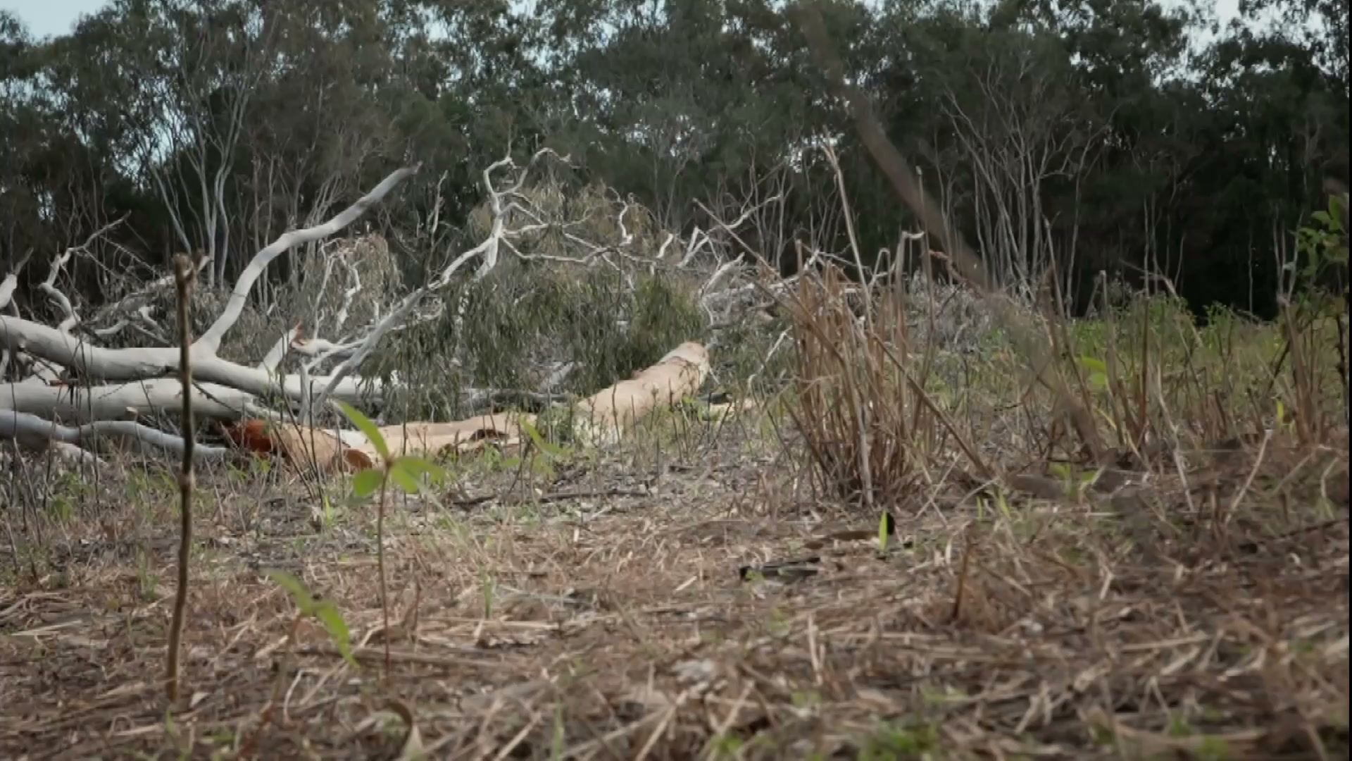 Land-clearing of koala habitats exposes loopholes in conservation laws