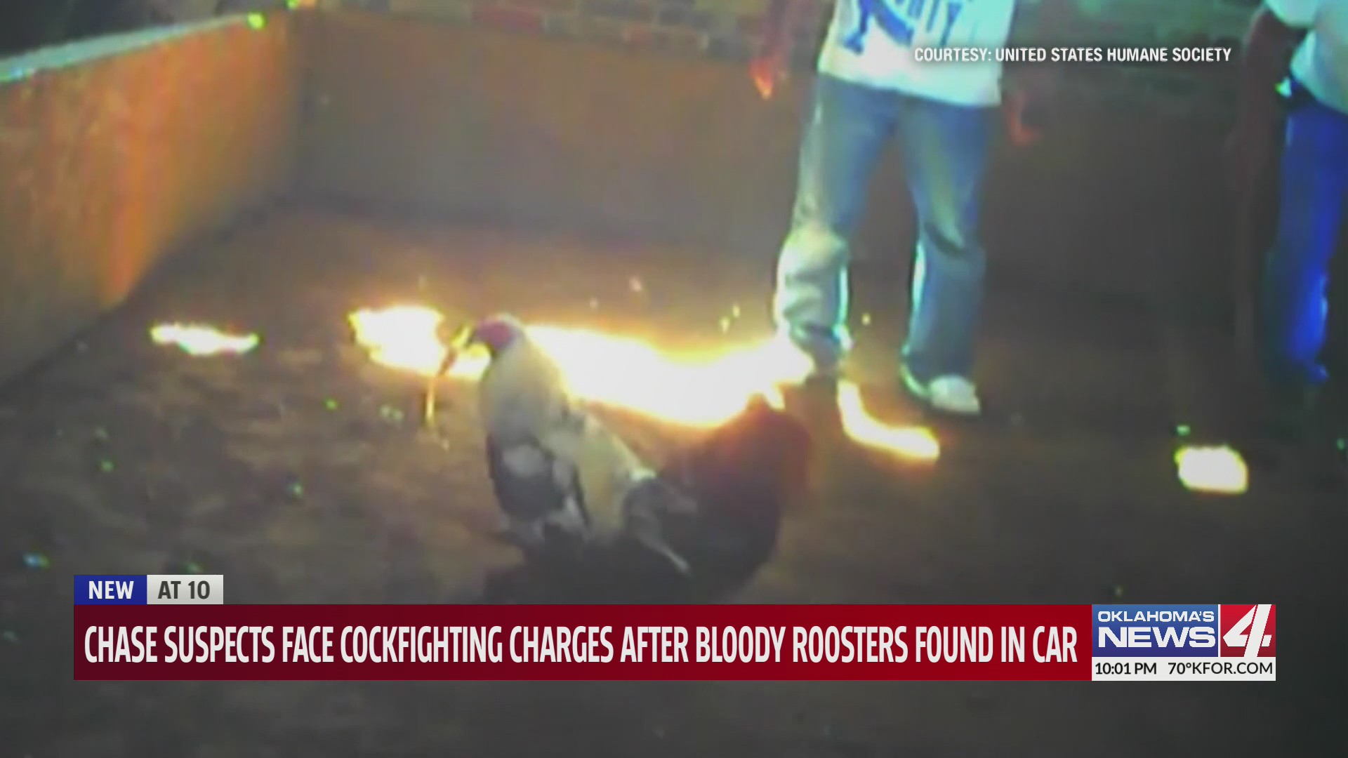Chase suspects face cockfighting charges after bloody roosters found in car