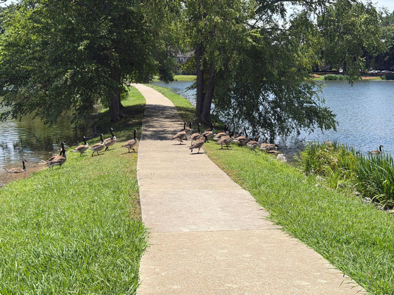 Plans to gas hundreds of geese brings out protesters in north Alabama ...
