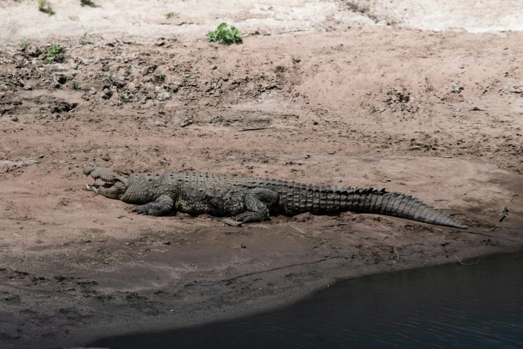 Never touch these 6 animals, no matter how harmless they seem
