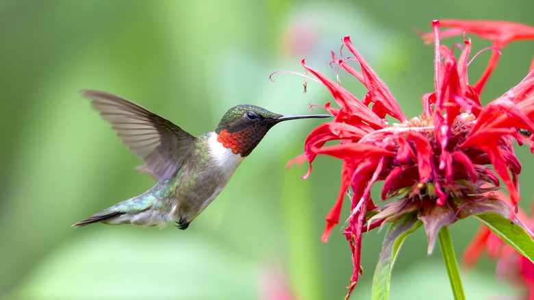 Not bee balm, not fuchsia: The violet-blue flower that hummingbirds can ...
