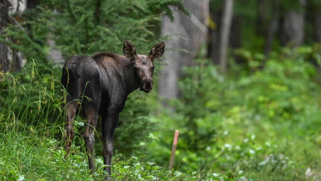 Winter ticks' impact on moose survival and populations