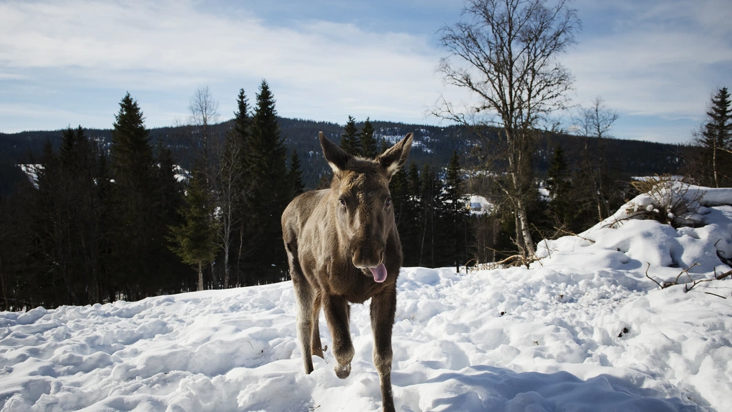 Winter ticks' impact on moose survival and populations