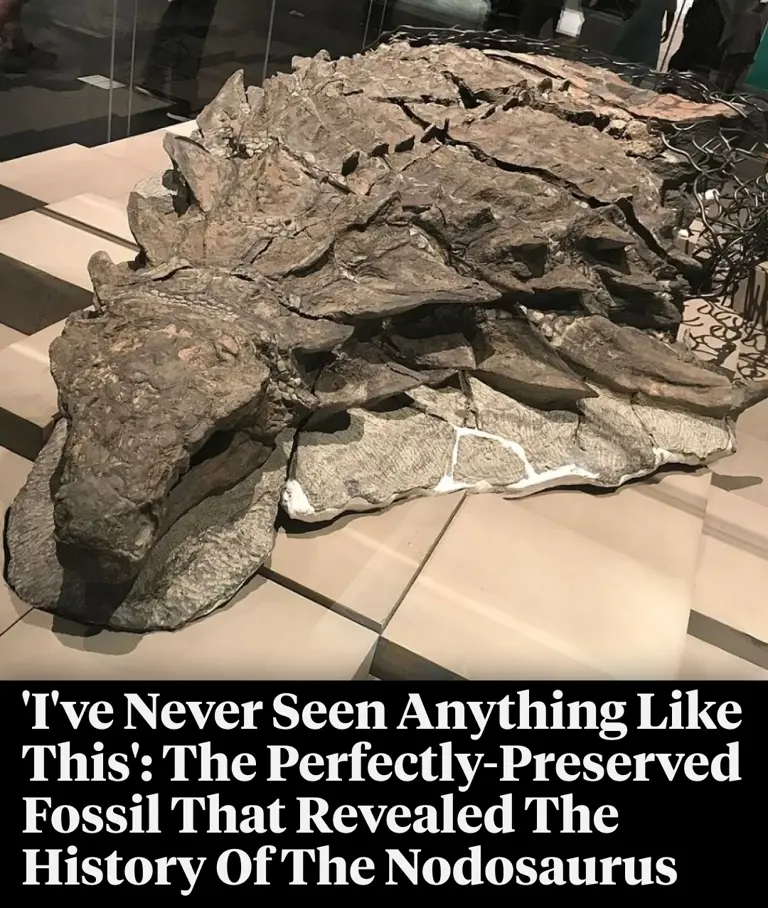The nodosaurus, the armored dinosaur that roamed the Earth 100 million ...