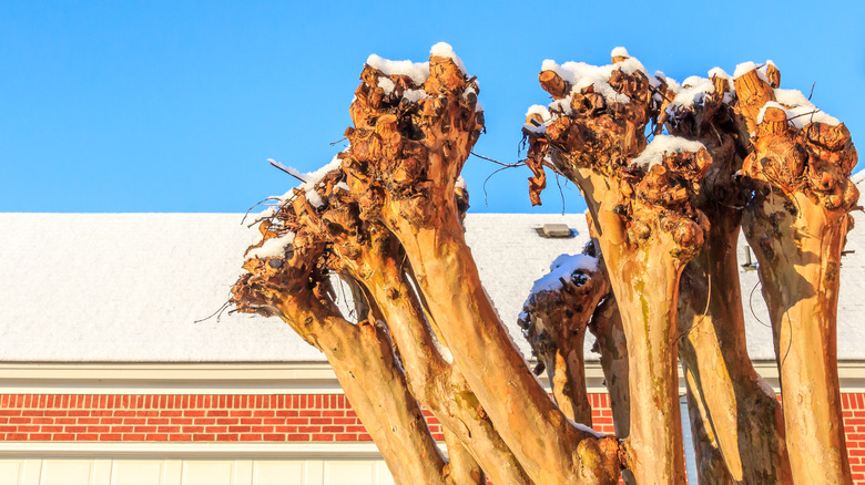 Here's the prime time to prune your crepe myrtle tree, and how to do it