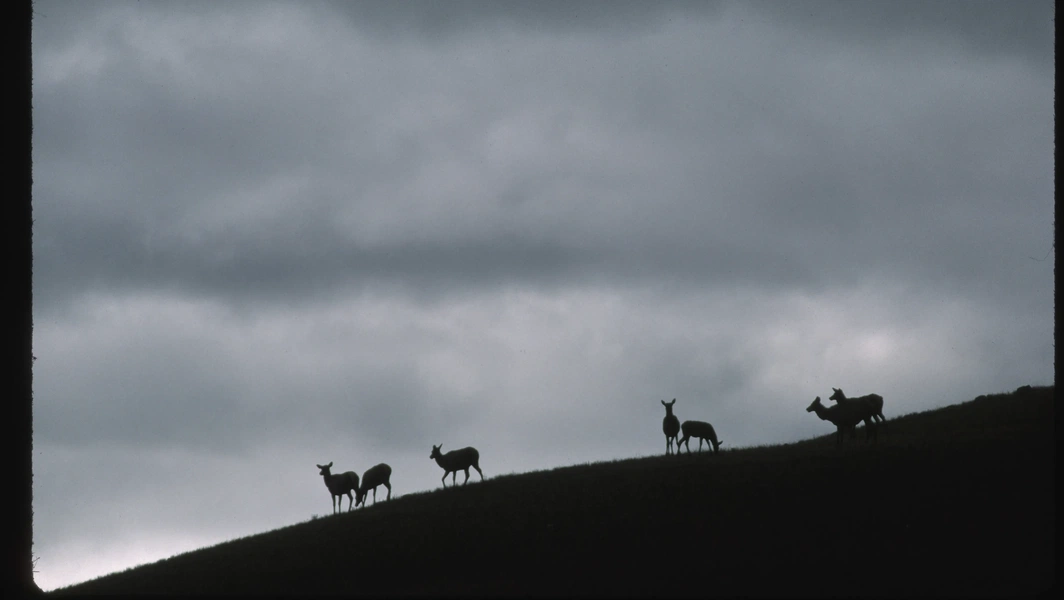 Valles Caldera’s geology, wildlife, and cultural heritage