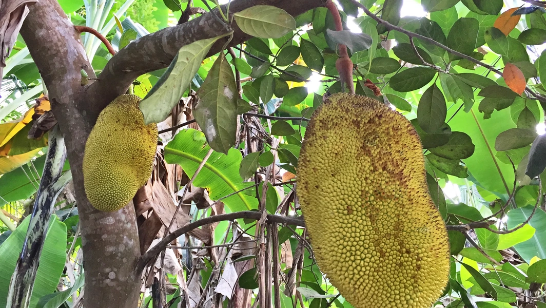 Jackfruit: From origins to culinary uses
