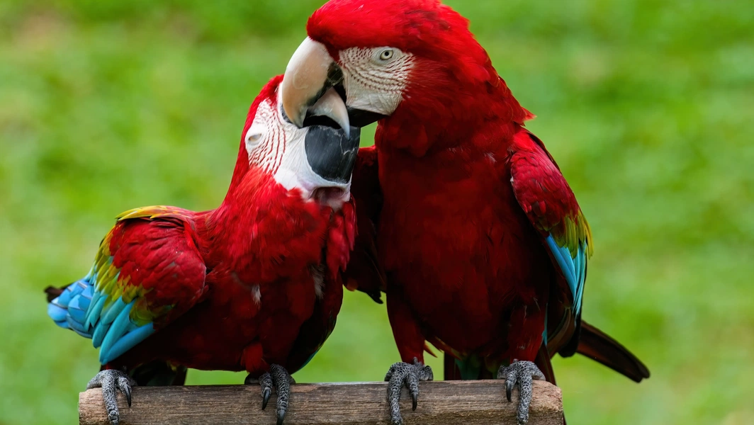 Remarkable intelligence and communication in parrots