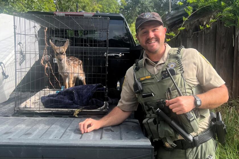 Wild deer captured and kept in a dog crate for weeks. A Bay Area ...