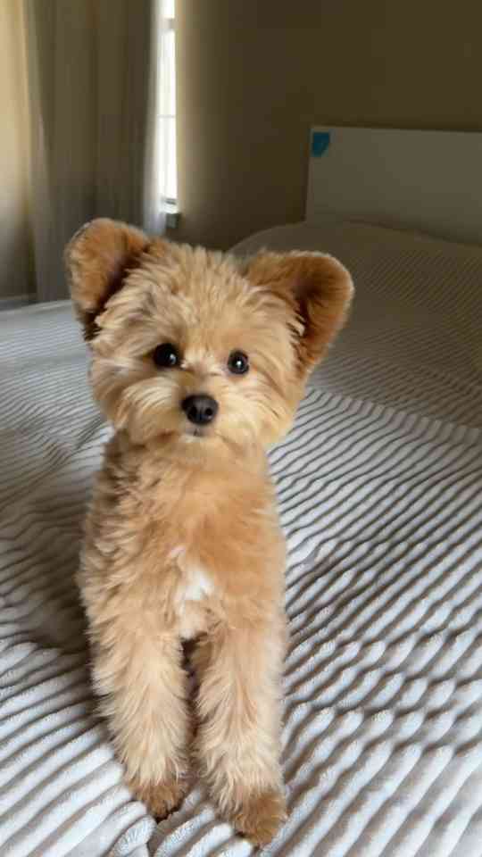 Adorable Pomeranian puppy captivates with pure cuteness