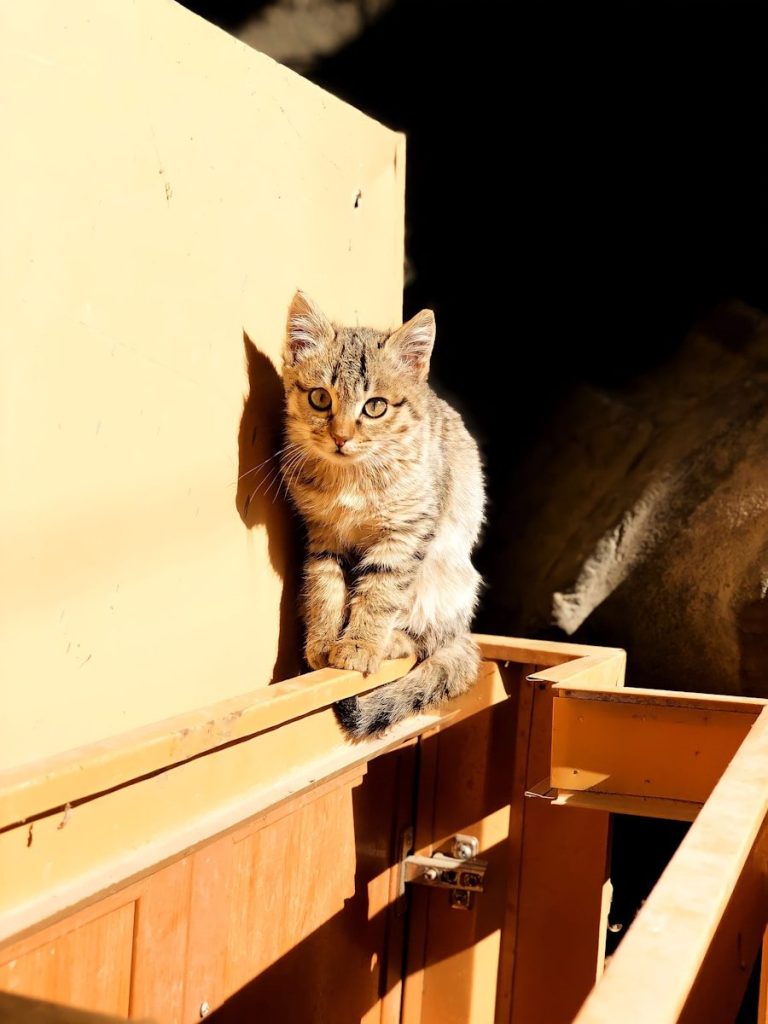 The severely allergic man who became a feline rescuer