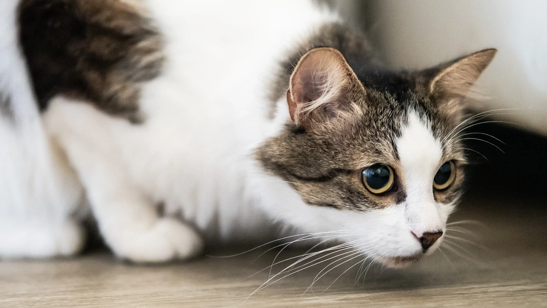 12 common behaviors that can break a cat's trust