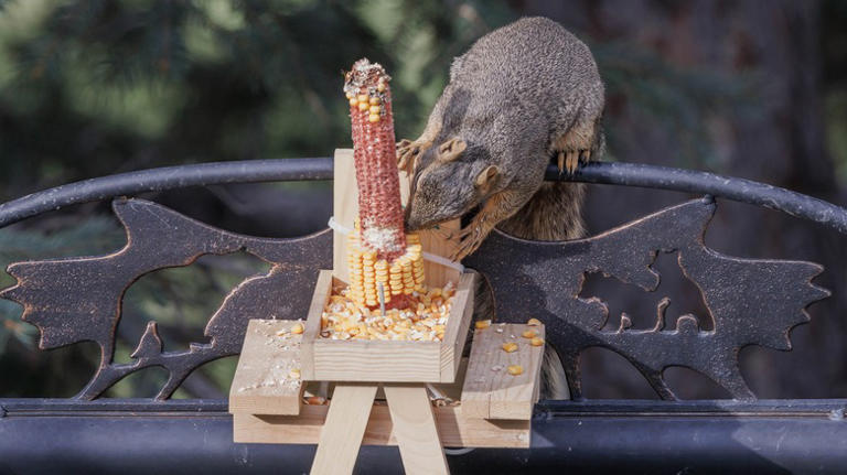 Prevent squirrels from being food-stealing pests with a DIY picnic ...