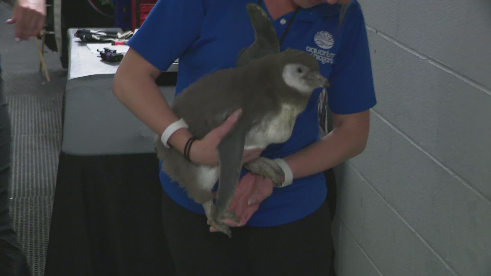 New baby penguin at Aquarium of Niagara receives her name
