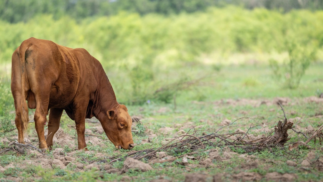 Ground beef prices jump 14% as BBQ costs climb