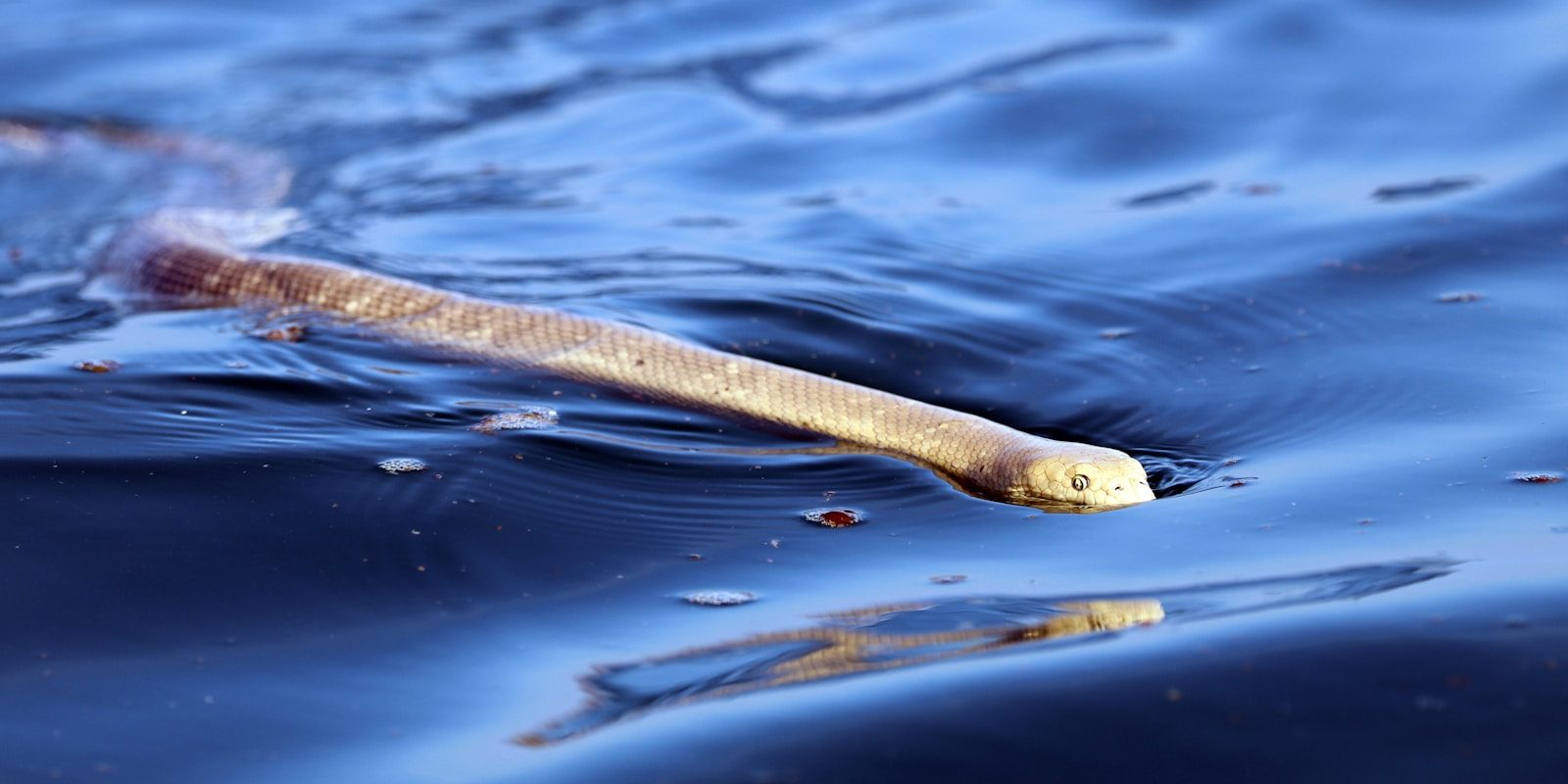 Swimming snakes are threatening Ibiza’s native lizards