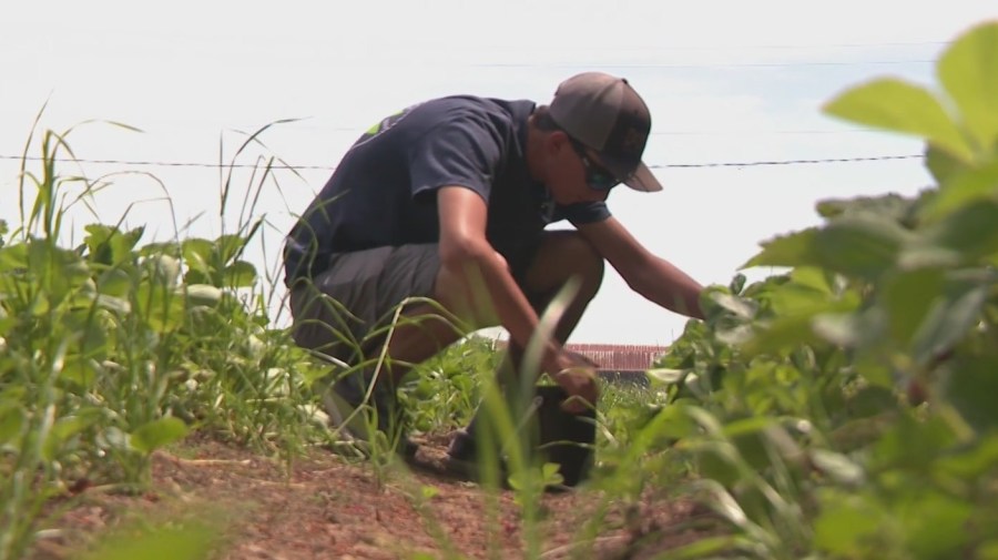 Oregon farm workers face 'challenges' amid extreme heat